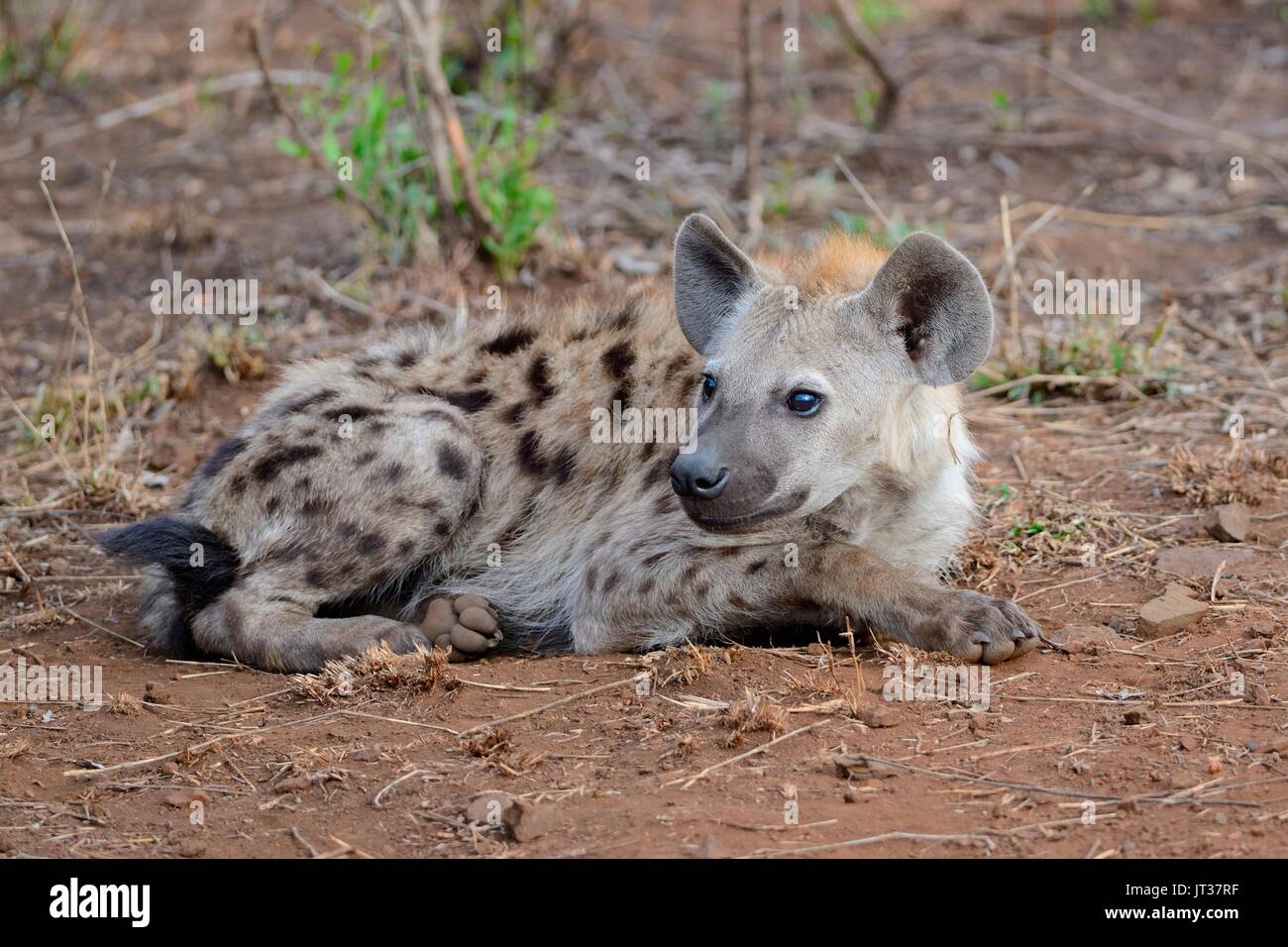 Spotted hyena or Laughing hyena (Crocuta crocuta), lying, attentive ...