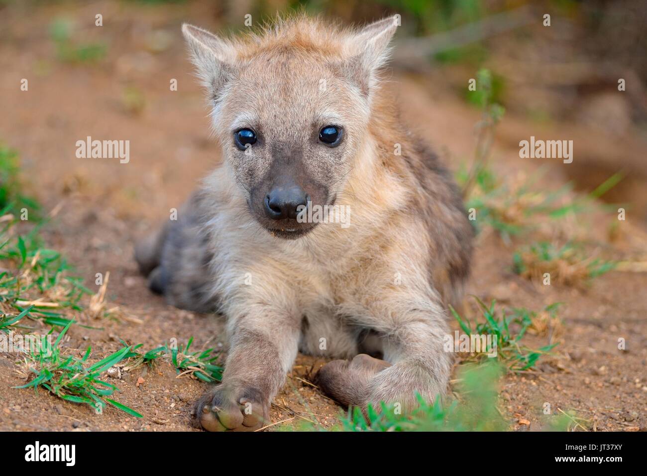 Spotted hyena or Laughing hyena (Crocuta crocuta), young lying at ...