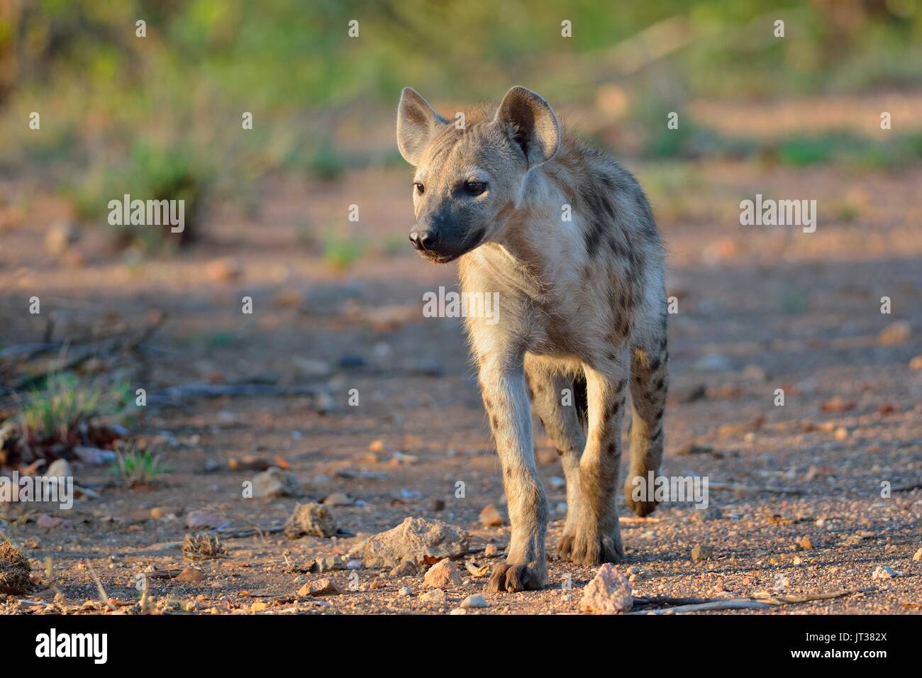 Spotted hyena or Laughing hyena (Crocuta crocuta) walking, Kruger ...