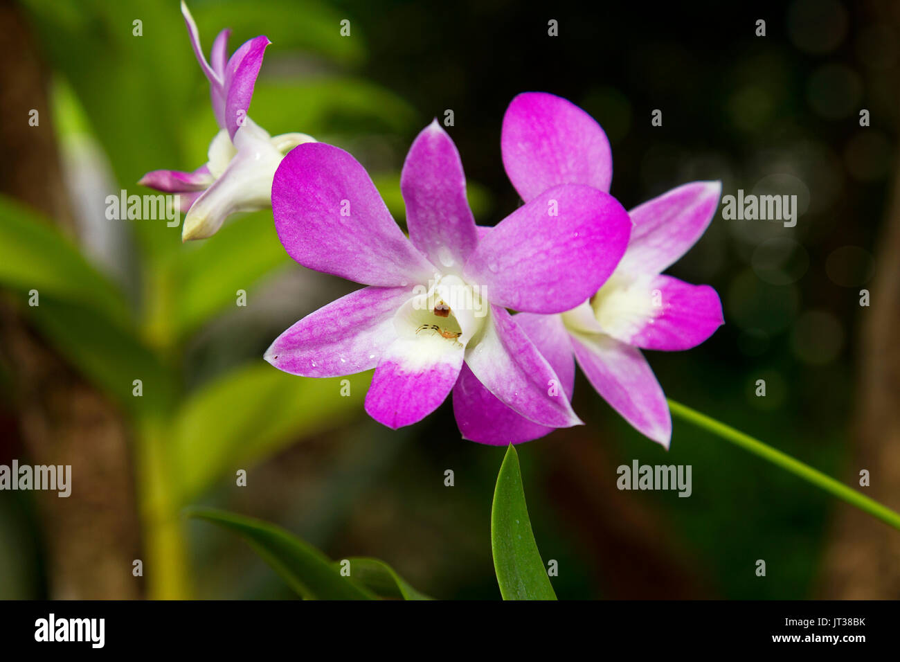 Orchids flower magenta blooming with nce orb background Stock Photo - Alamy