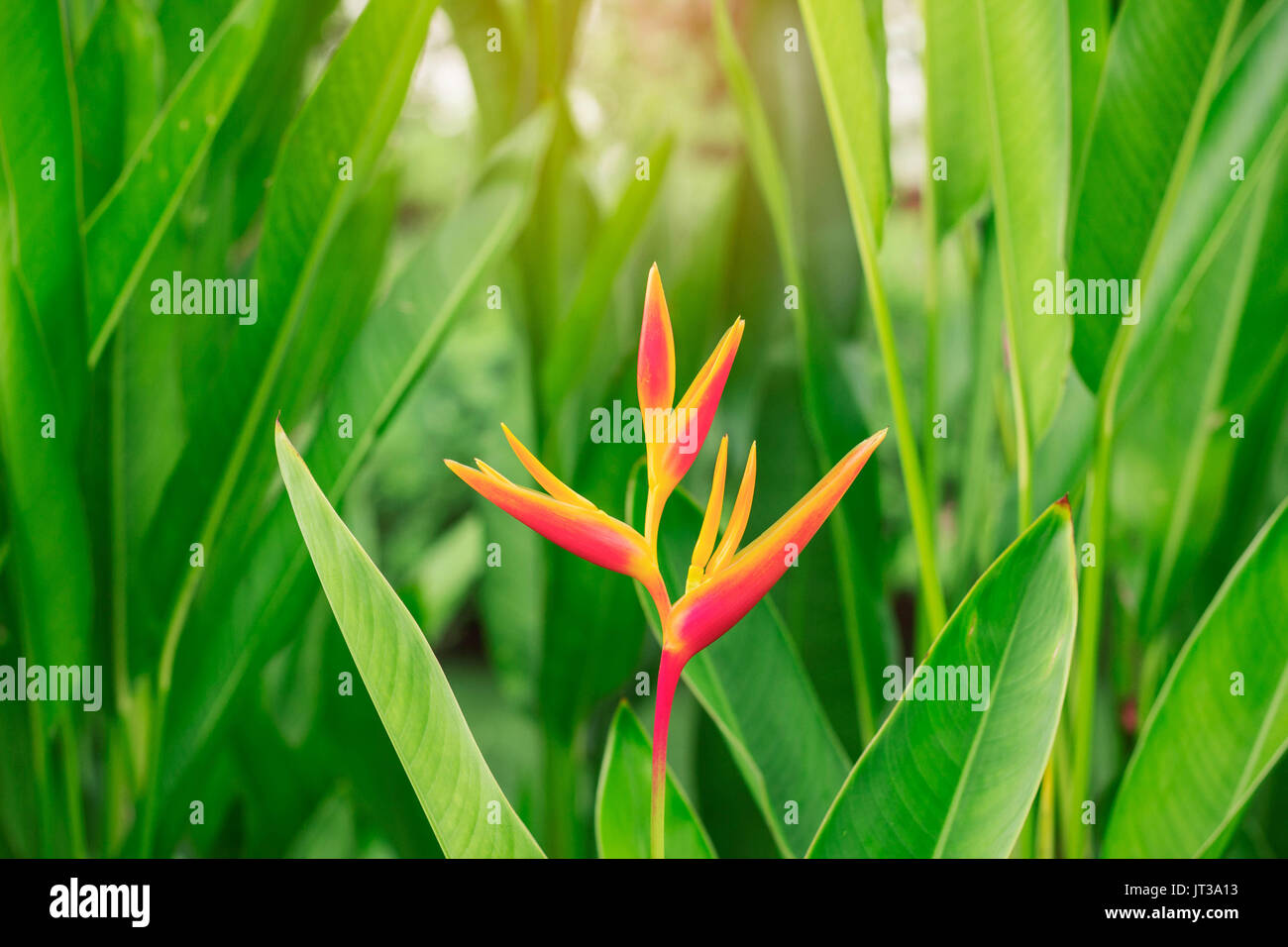 Pandanus flowers with the beauty of nature in garden Stock Photo - Alamy