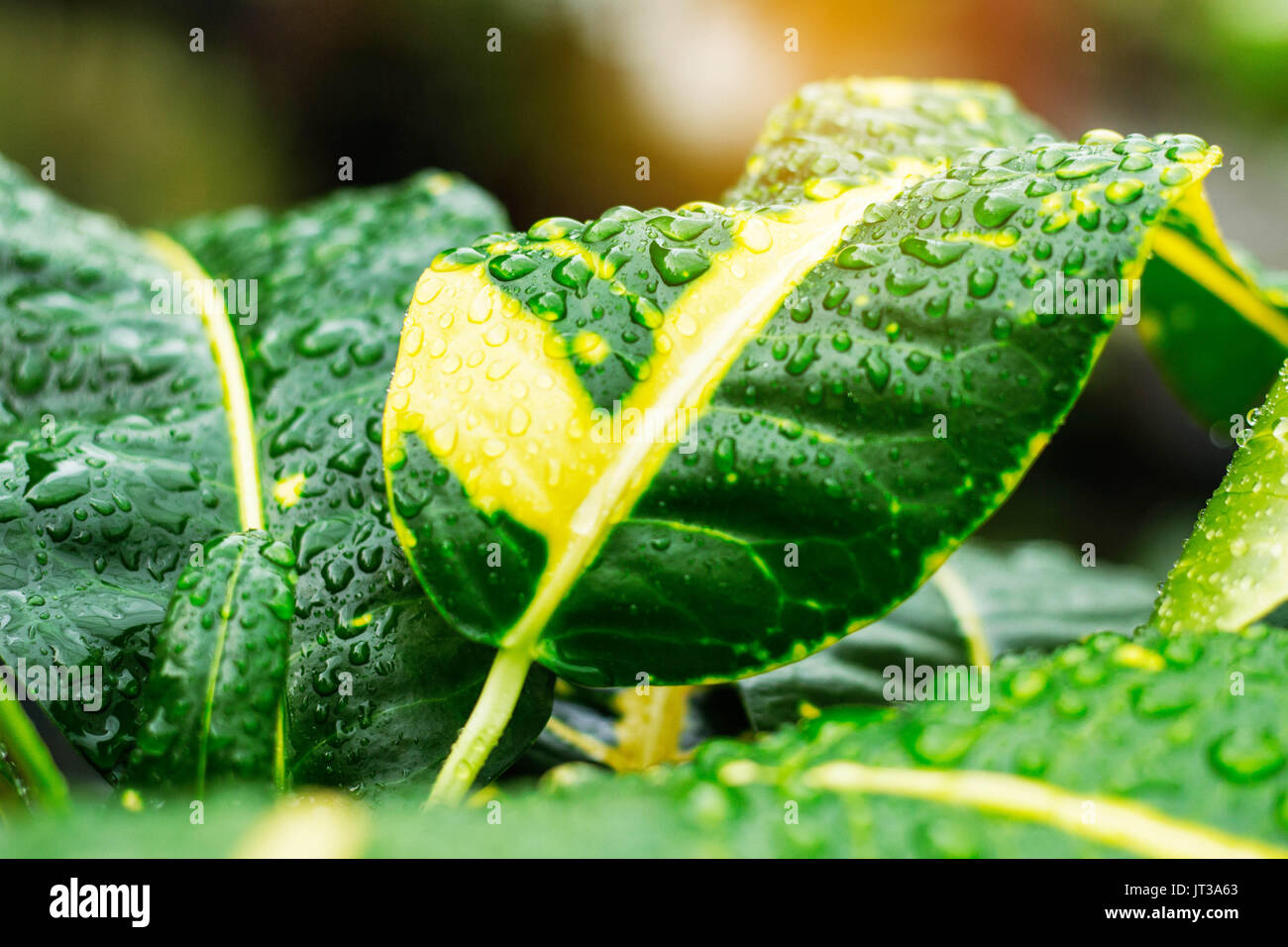 Leaves and refreshing nature in the rainy season Stock Photo - Alamy