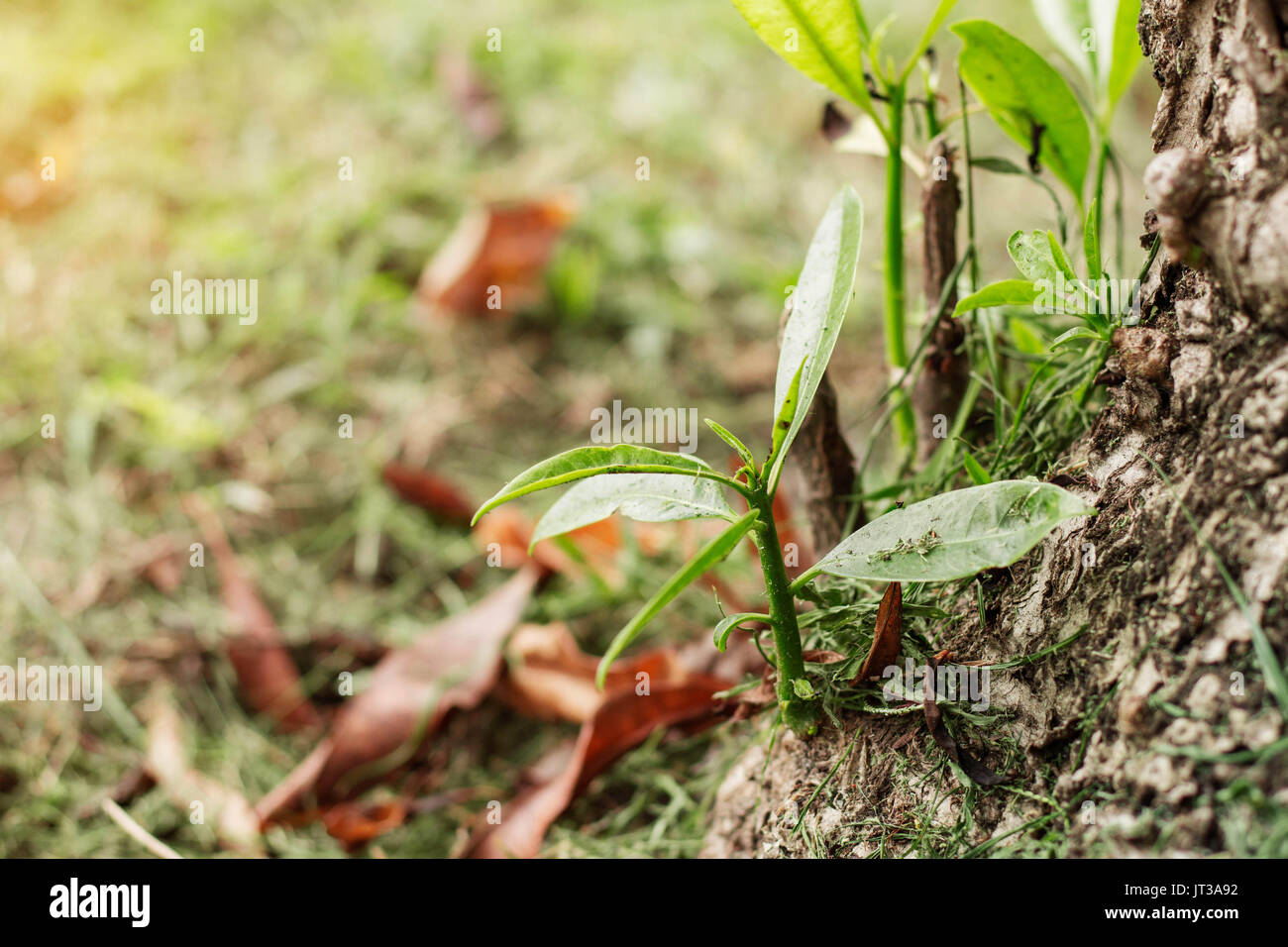 trees growing in the rainy season Stock Photo - Alamy
