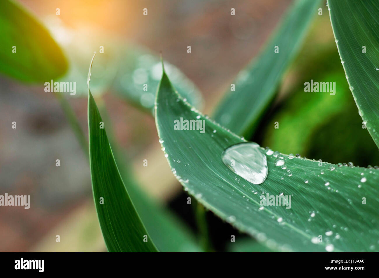 Images Of Nature In Rainy Season