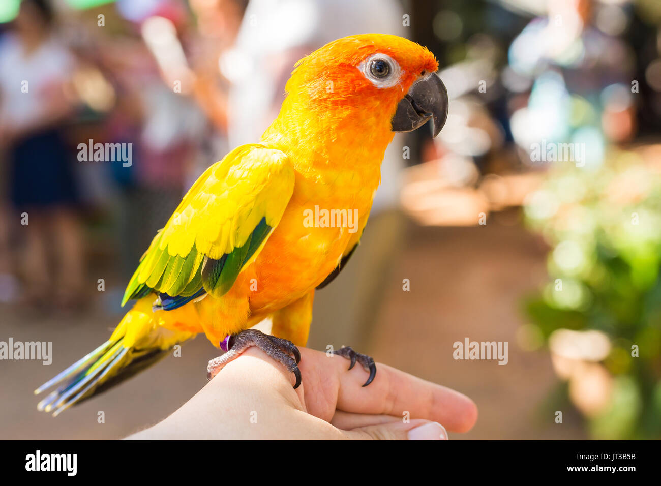 Colorful yellow parrot Sun Conure, Aratinga solstitialis Stock Photo ...