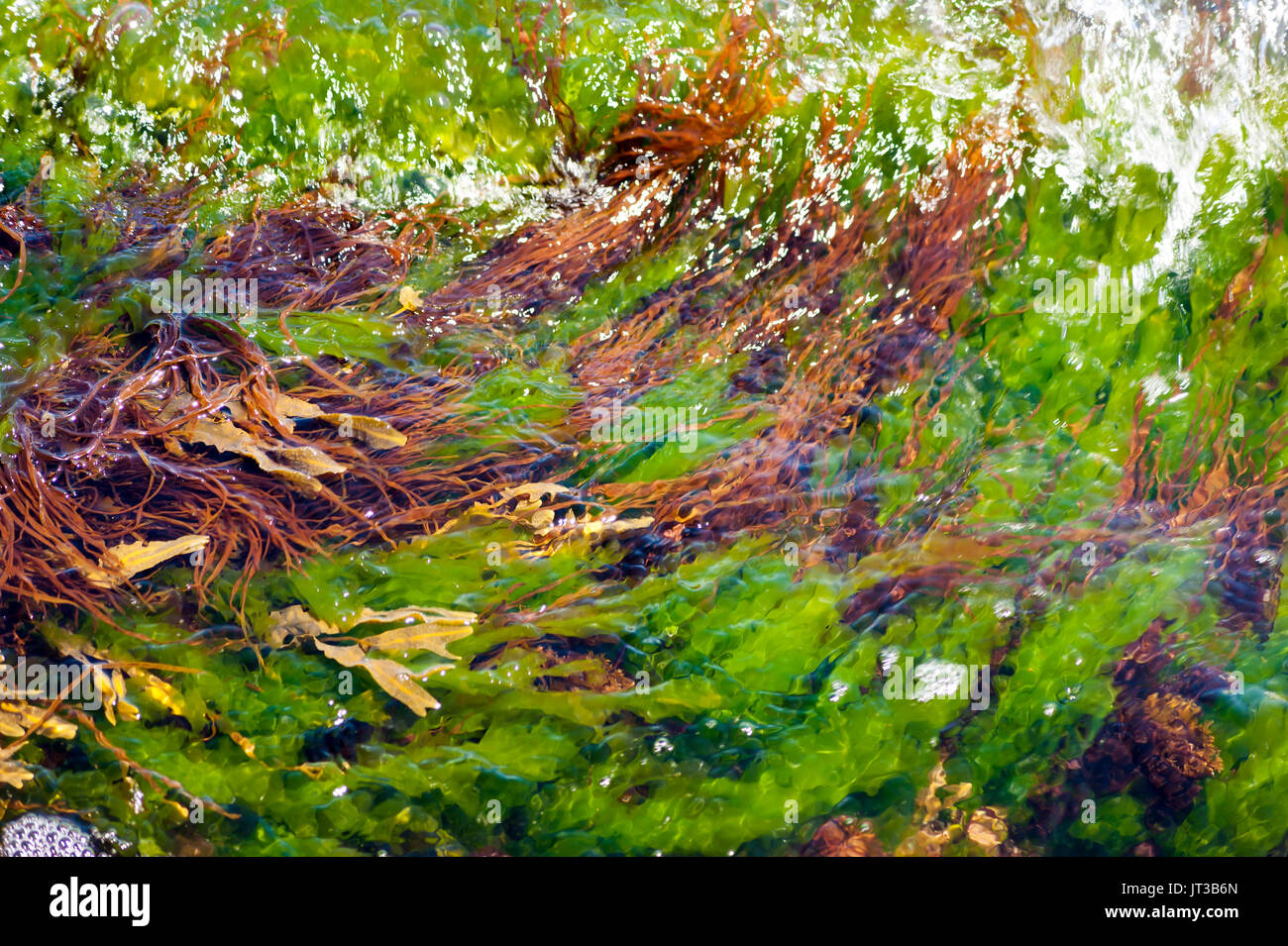 Underwater seaweeds on the coast of Cape Ann, Massachusetts Stock Photo ...