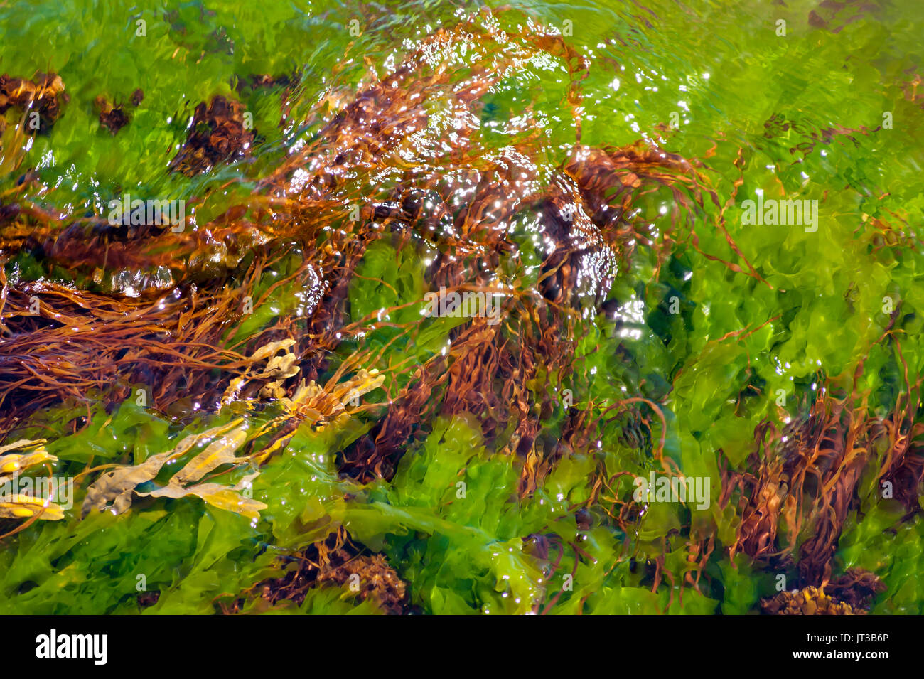 Underwater seaweeds on the coast of Cape Ann, Massachusetts Stock Photo ...