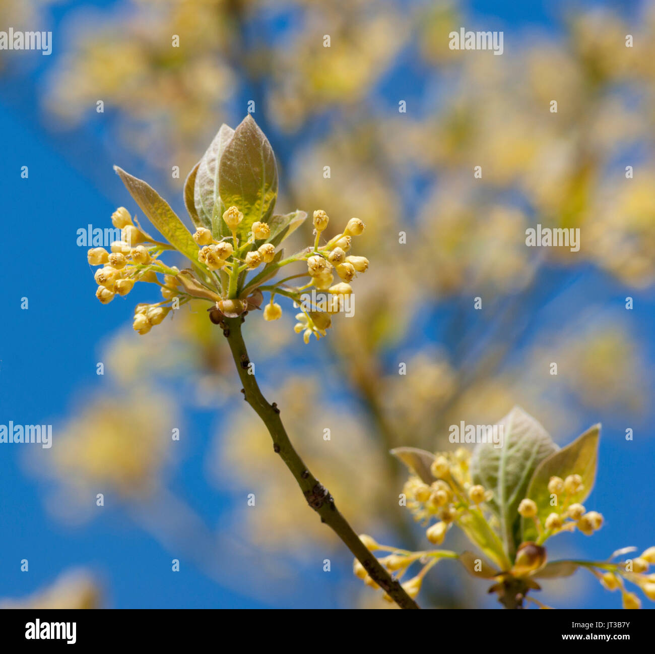 Sassafras tree flowers against a blue sky. Stage Fort Park, Gloucester ...