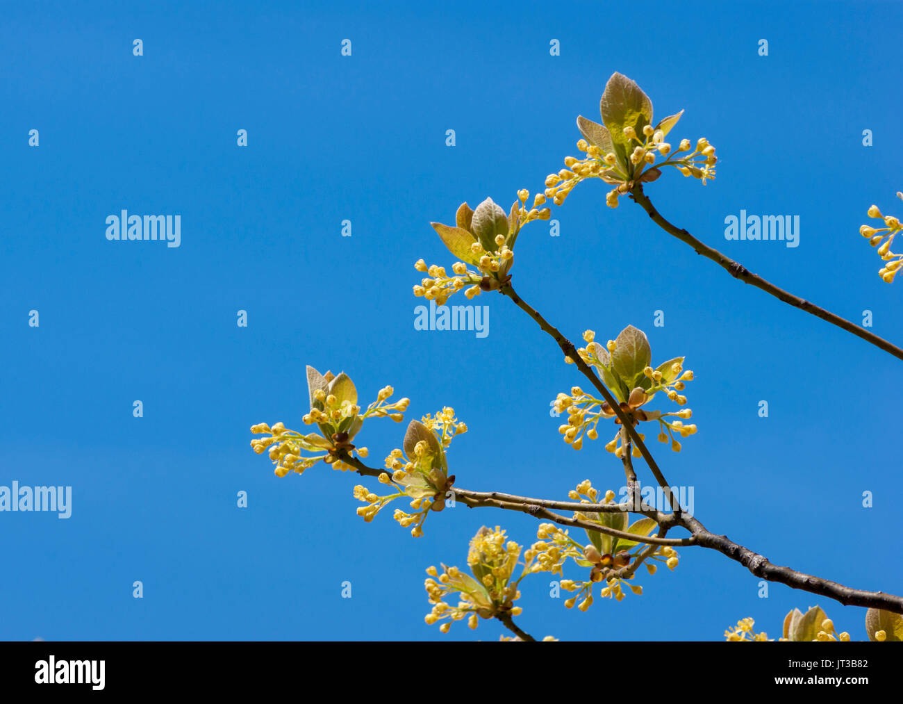 Sassafras tree hi-res stock photography and images - Alamy