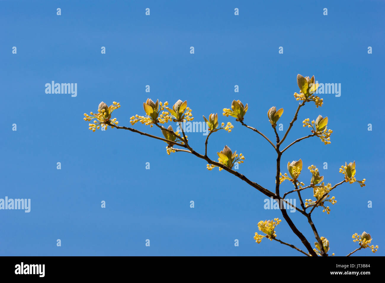 Sassafras tree hi-res stock photography and images - Alamy