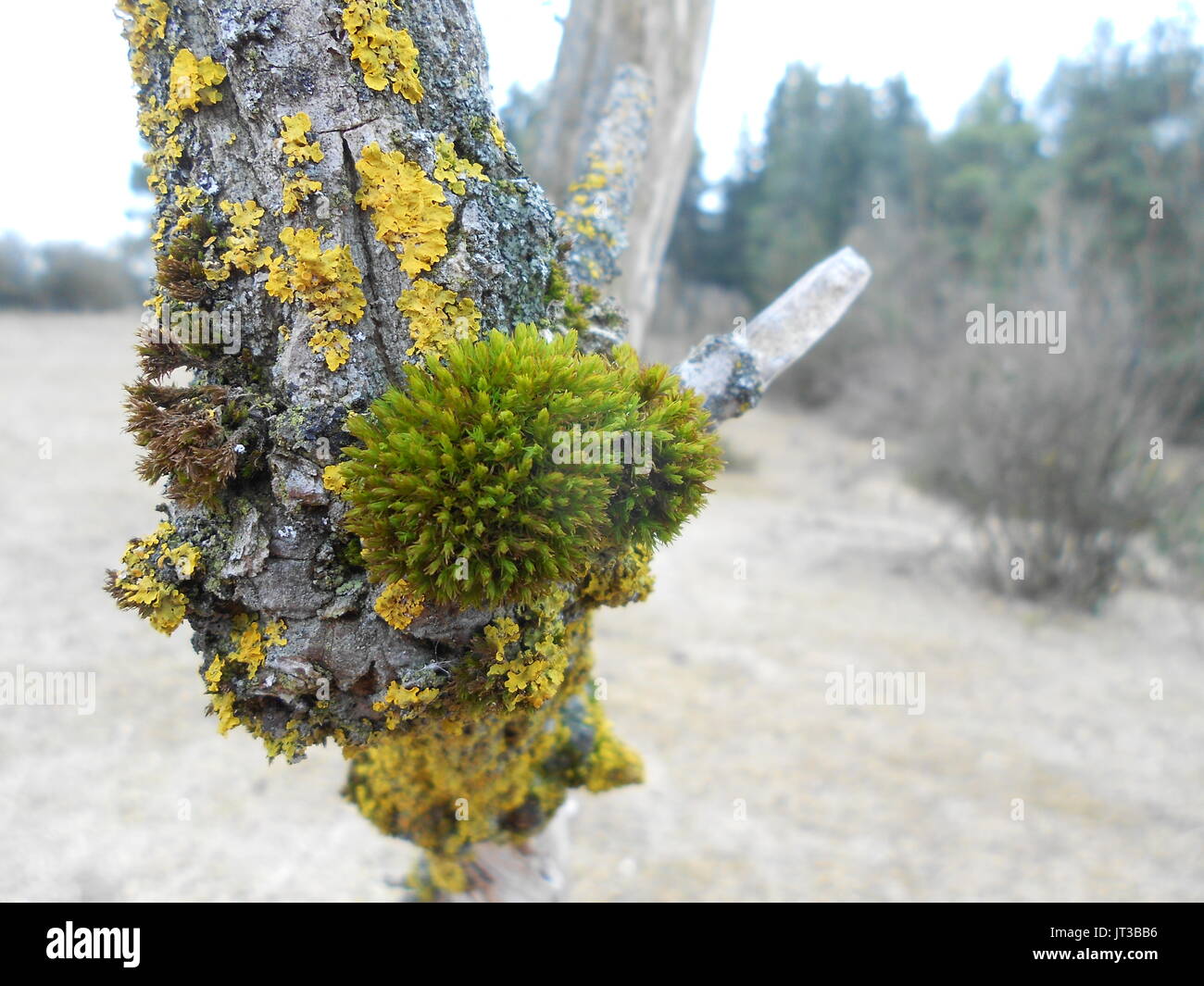 Dead juniper tree hi-res stock photography and images - Alamy