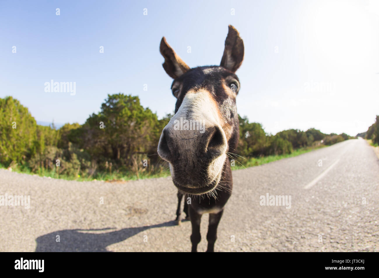 Wild funny donkey outdoors Stock Photo - Alamy