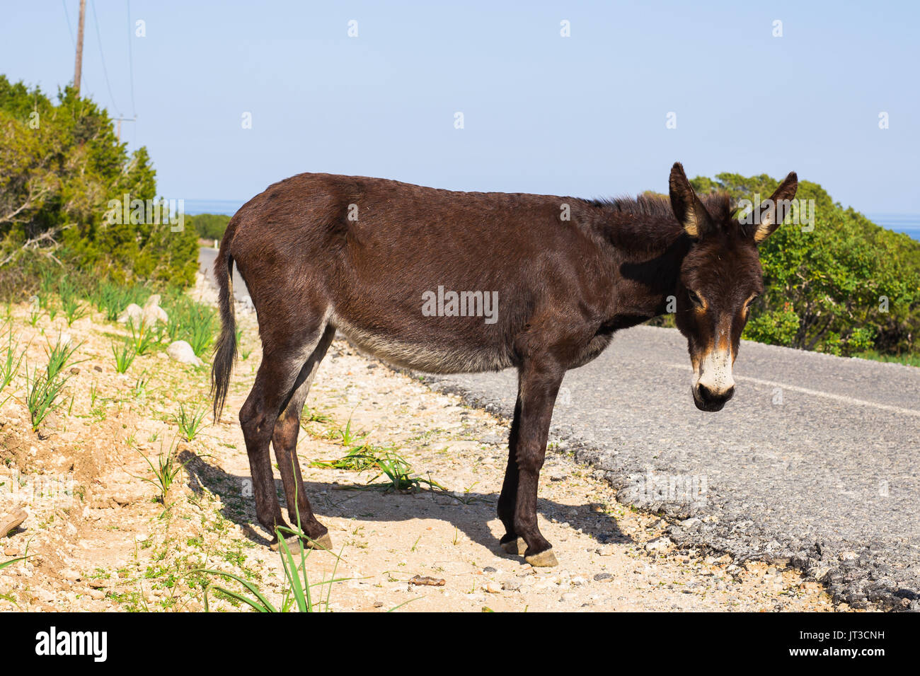funny wild donkey Stock Photo - Alamy