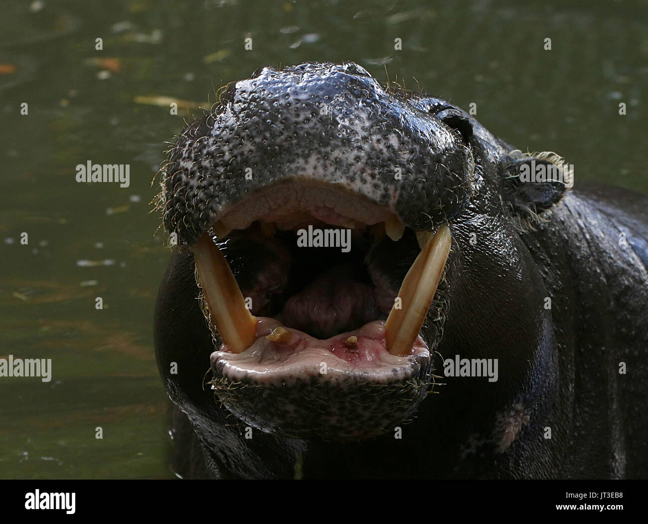 West African Pygmy hippopotamus (Hexaprotodon liberiensis, Choeropsis ...