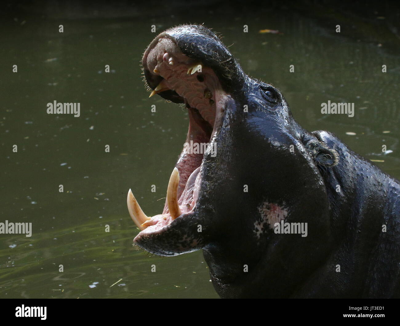 West african pygmy hippopotamus hexaprotodon hi-res stock photography ...
