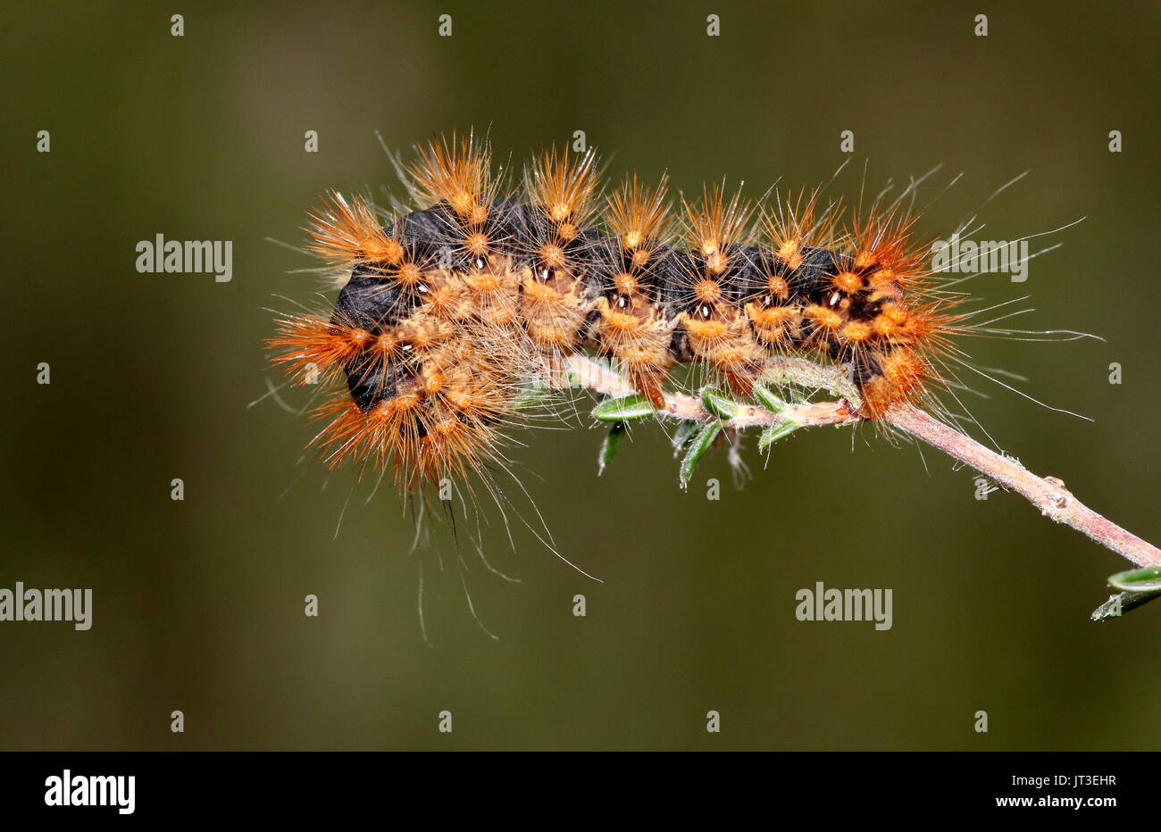 Scarce dagger moth hi-res stock photography and images - Alamy