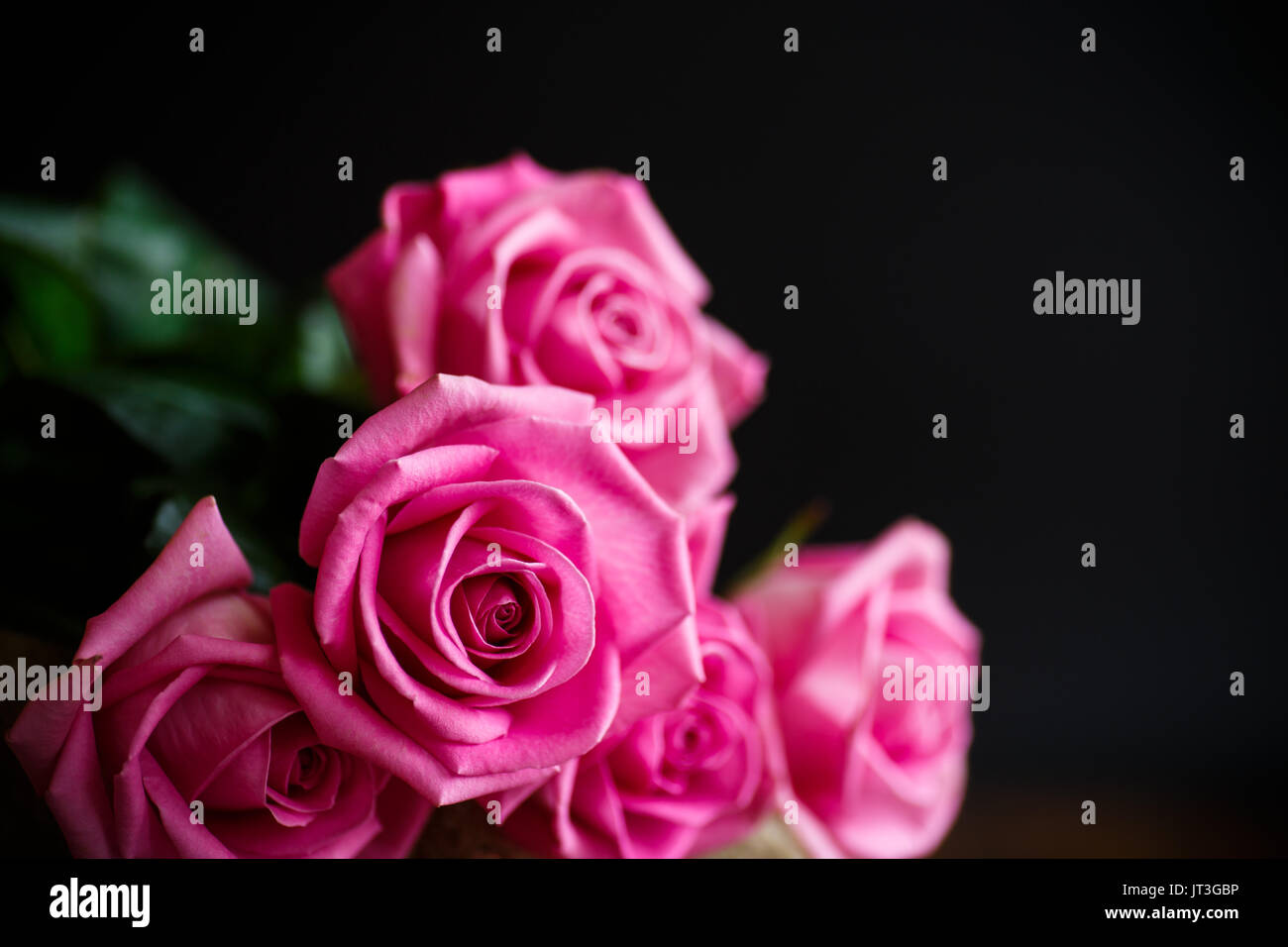 Beautiful pink rose Stock Photo - Alamy