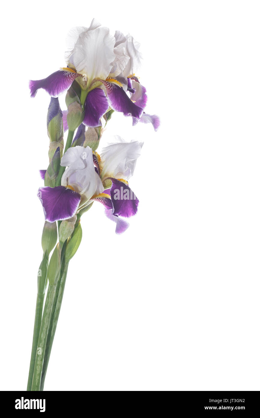 Dark black iris flower Cut Out Stock Images & Pictures - Alamy