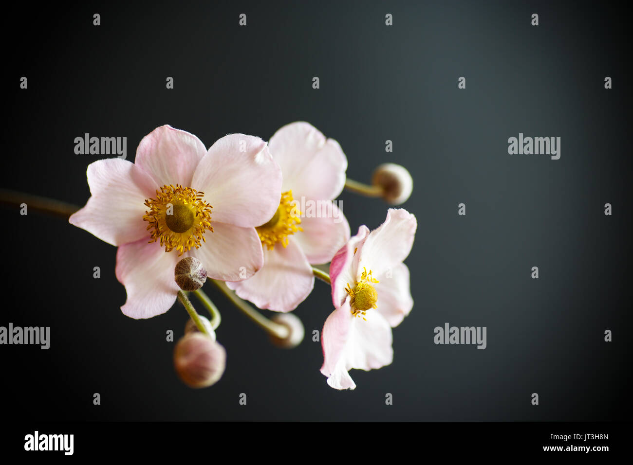 Cute pink flowers Stock Photo - Alamy