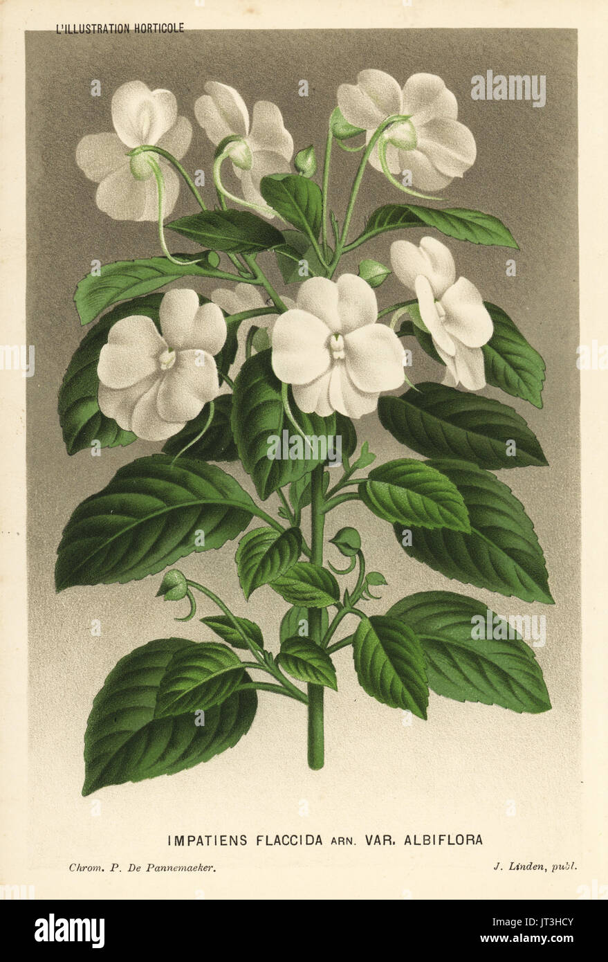 Impatiens Walleriana Drawing