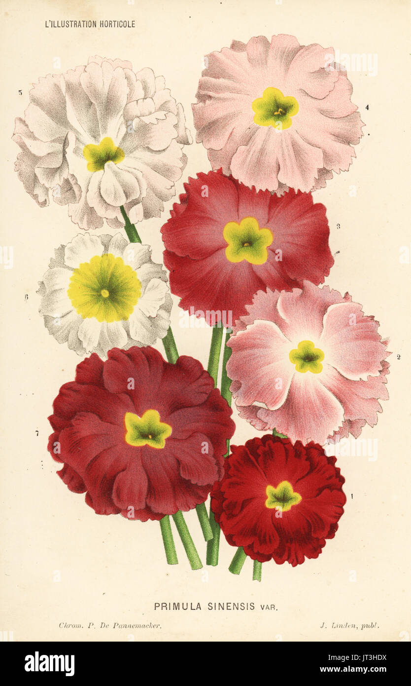 Luteo hi-res stock photography and images - Alamy