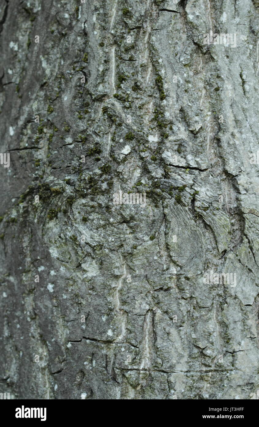 Walnut bark hi-res stock photography and images - Alamy