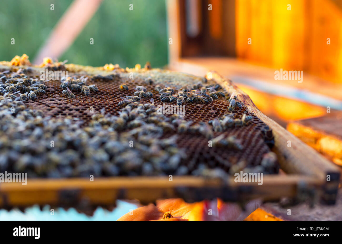 Honeycomb frame closeup with bees and honey for harvest Stock Photo - Alamy