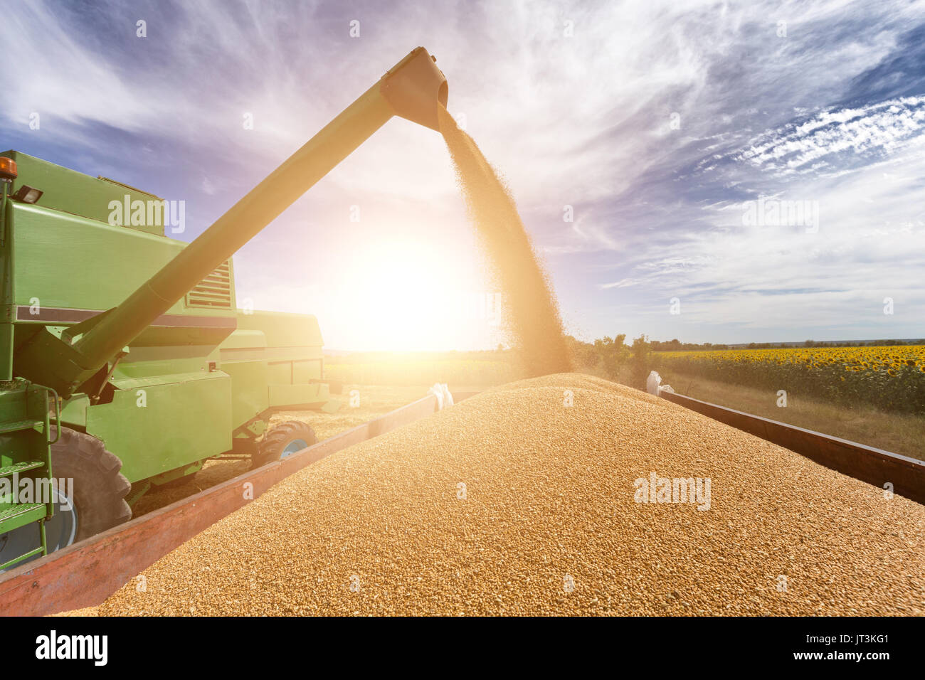 Combine harvester agriculture machine harvesting golden ripe wheat ...