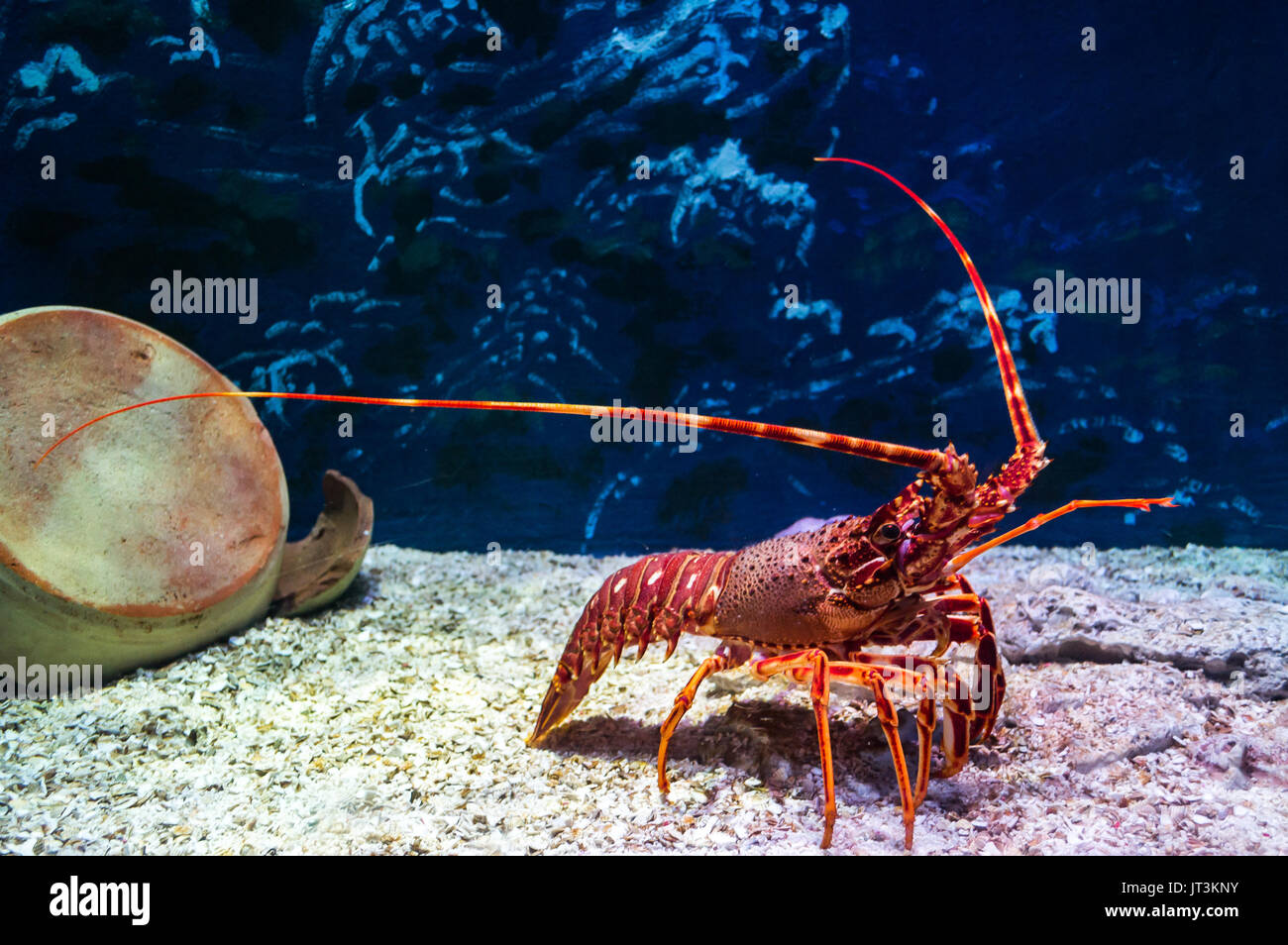 Crayfish marine tank aquarium hi-res stock photography and images - Alamy