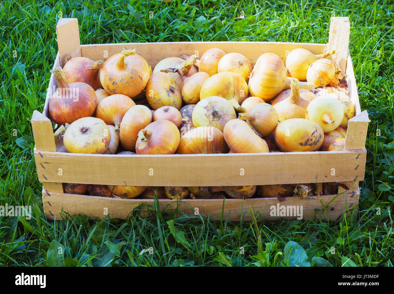Grass in a bulb hi-res stock photography and images - Alamy