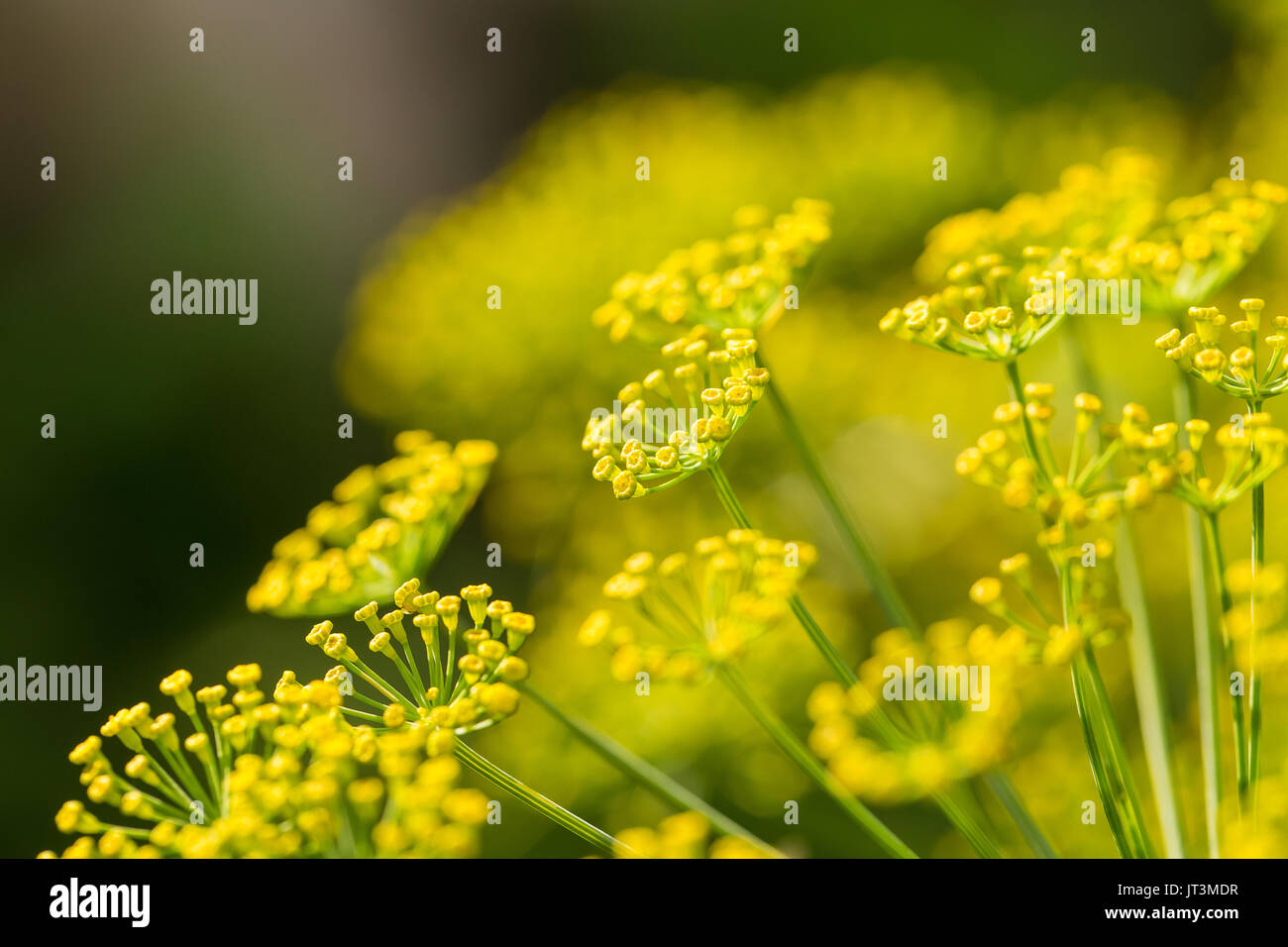 Bright dill flower closeup. Dills flowering in the garden in summer ...