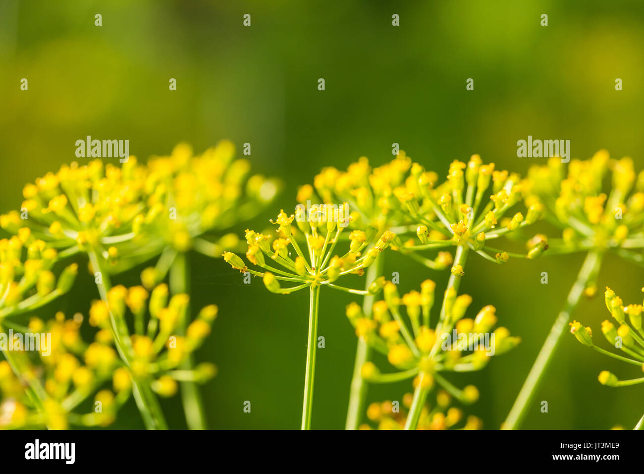 Bright dill flower closeup. Dills flowering in the garden in summer ...
