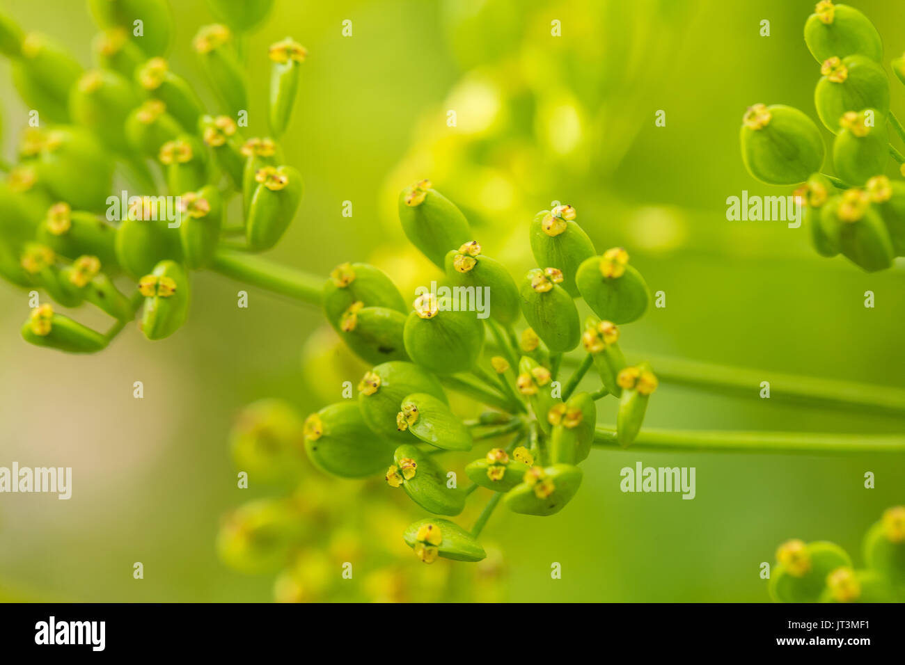 Bright dill flower closeup. Dills flowering in the garden in summer ...