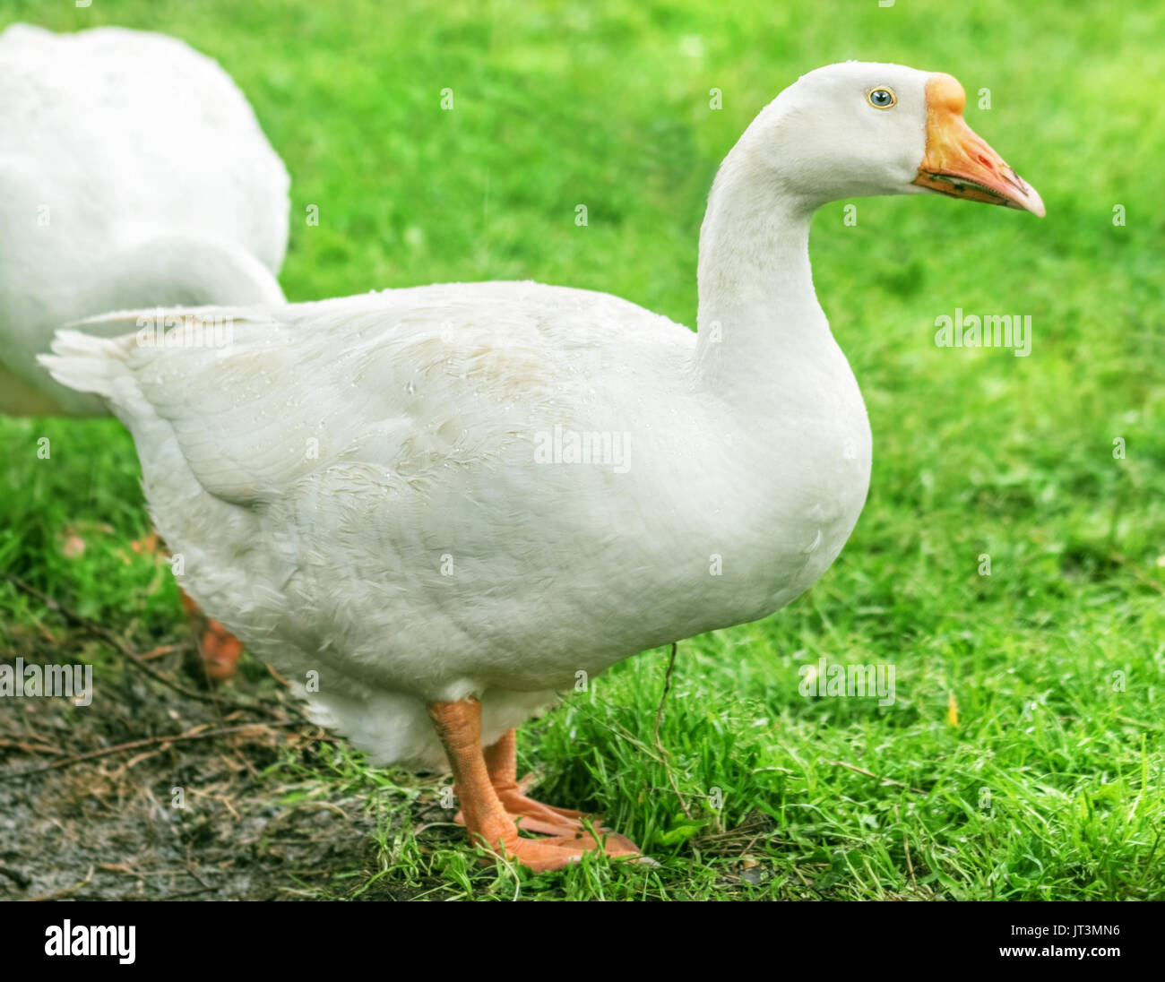 Pretty goose hi-res stock photography and images - Alamy