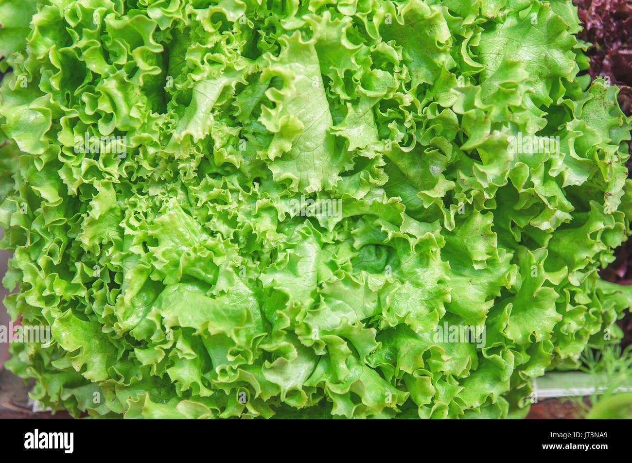 Organic fresh lettuce ready for selling at vegetable market Stock Photo ...