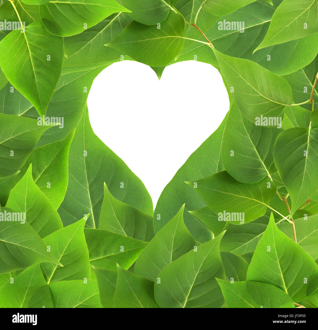 Nature concept. Heart shape for your images or text on green leaves ...