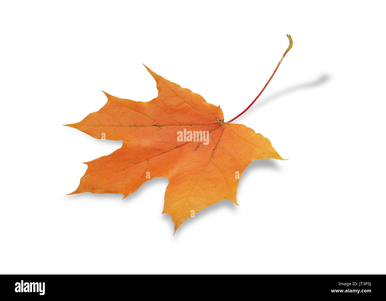 Ordinary dry maple leaf on white background. Isolated with clipping ...