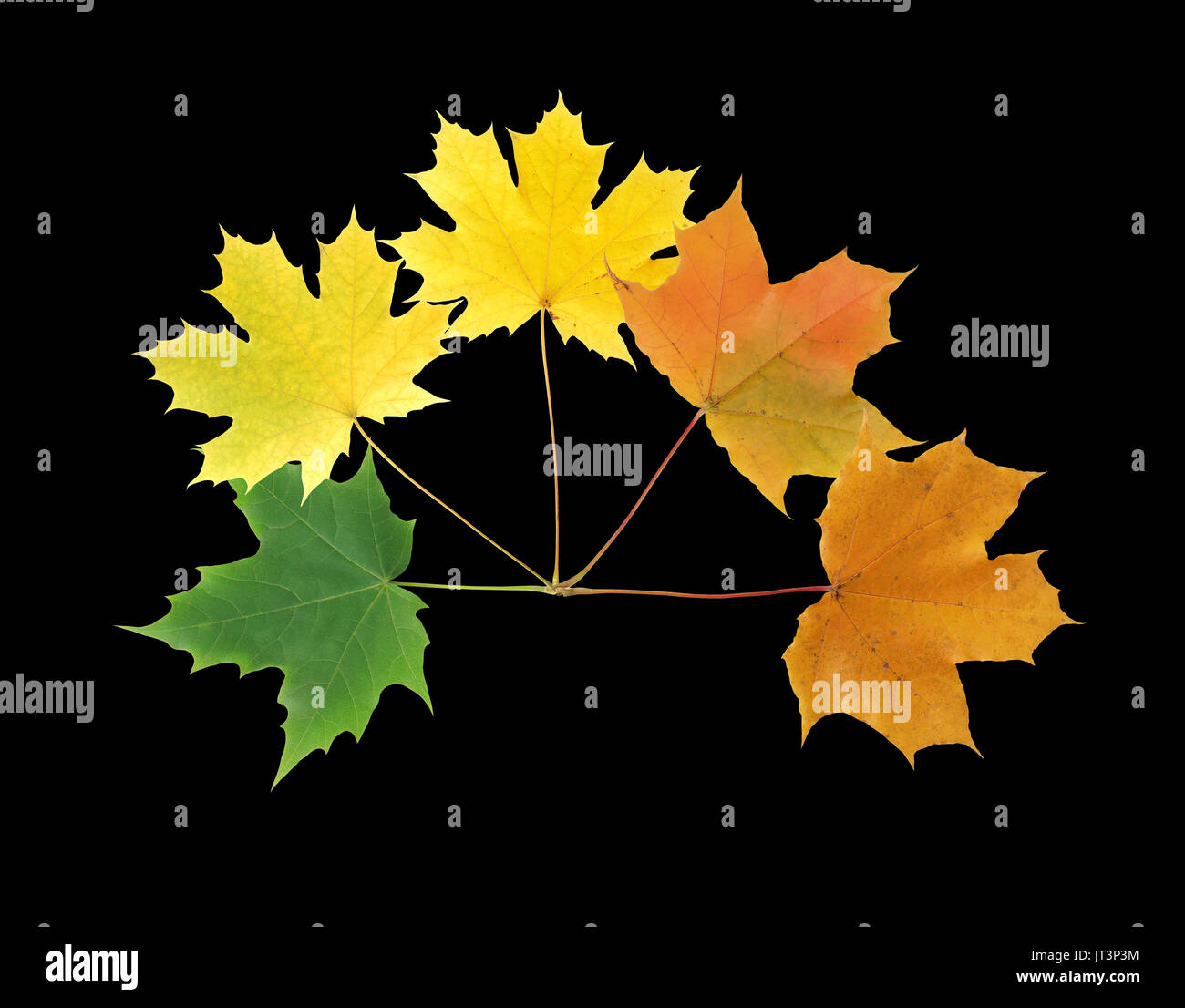 Symbol maple leaf from hi-res stock photography and images - Alamy