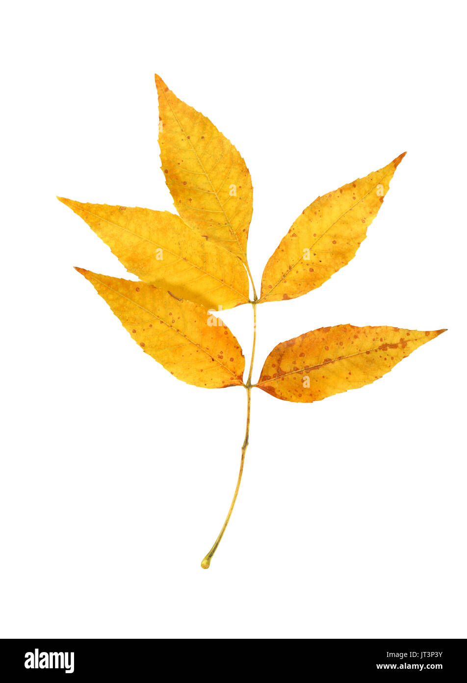 Branch with dry yellow fall leaves isolated on white background with ...