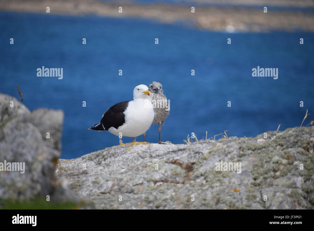 Parent with offspring hi-res stock photography and images - Alamy