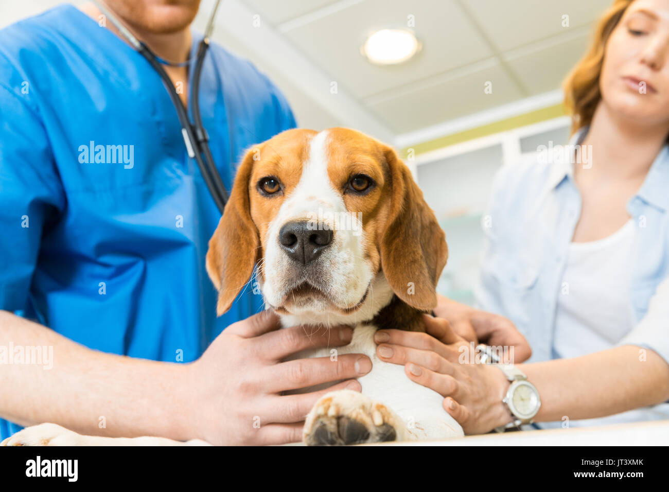 Doctor examining Beagle dog with woman assistant at veterinary clinic ...