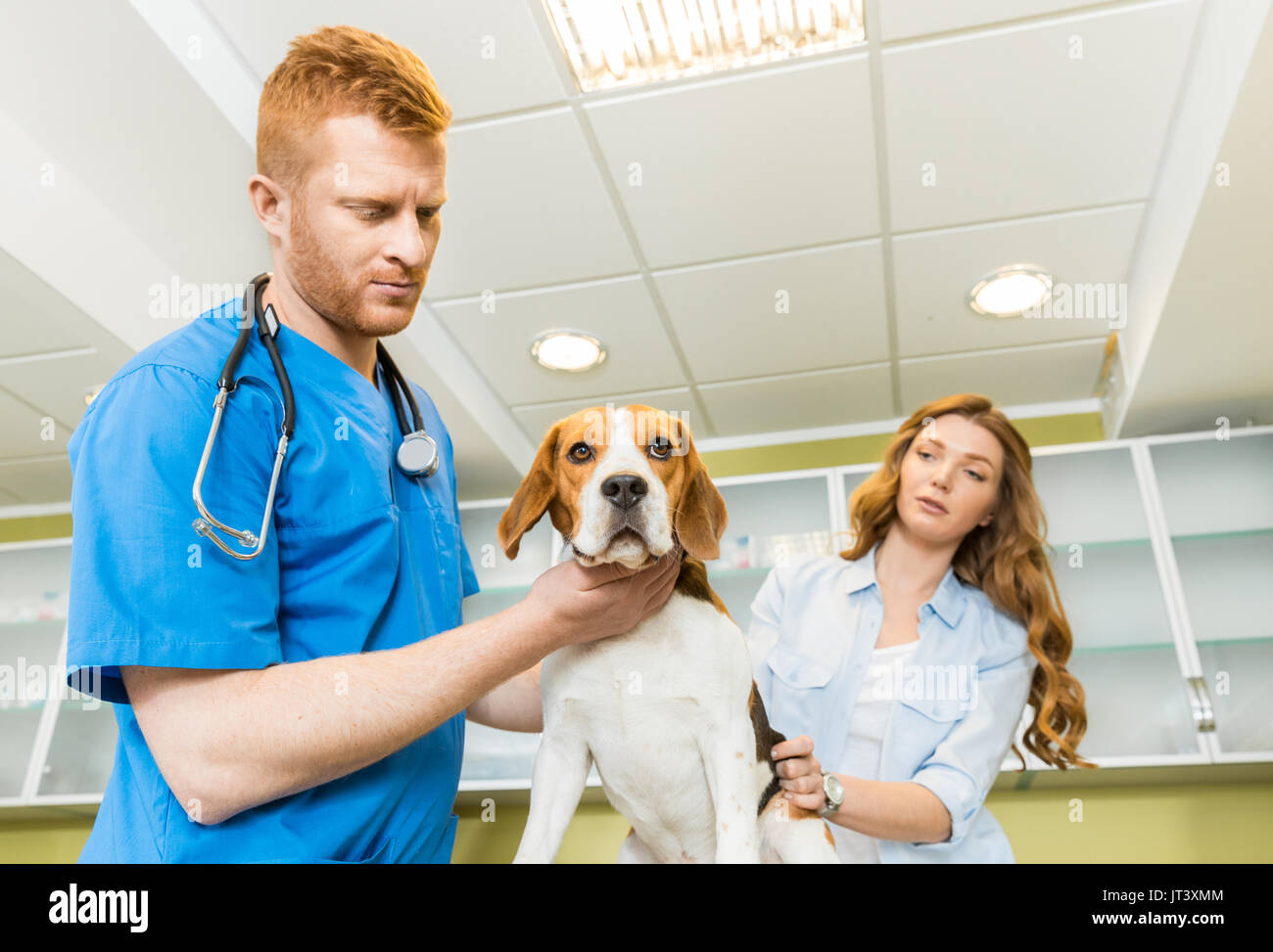 Doctor examining Beagle dog with woman assistant at veterinary clinic ...