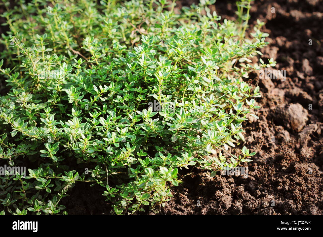 Closeup lemon thyme leaves from the herb garden. Thymus citriodorus or ...