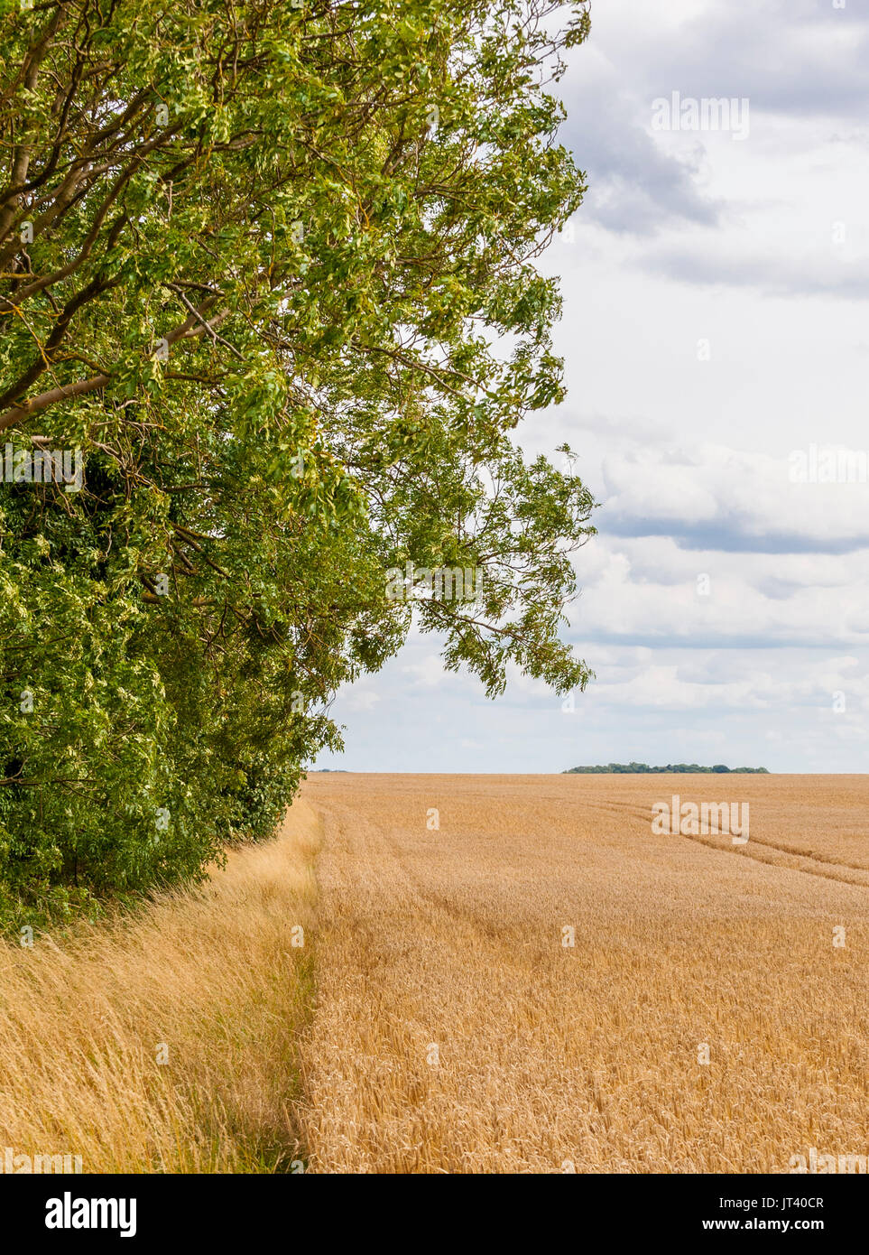 A farmers field of barley which is almost ready for harvesting, showing ...