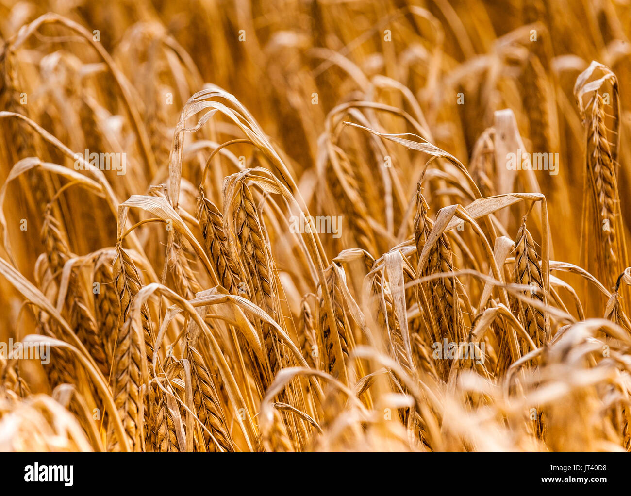 Close up of barley in a field which is almost ready for harvesting ...