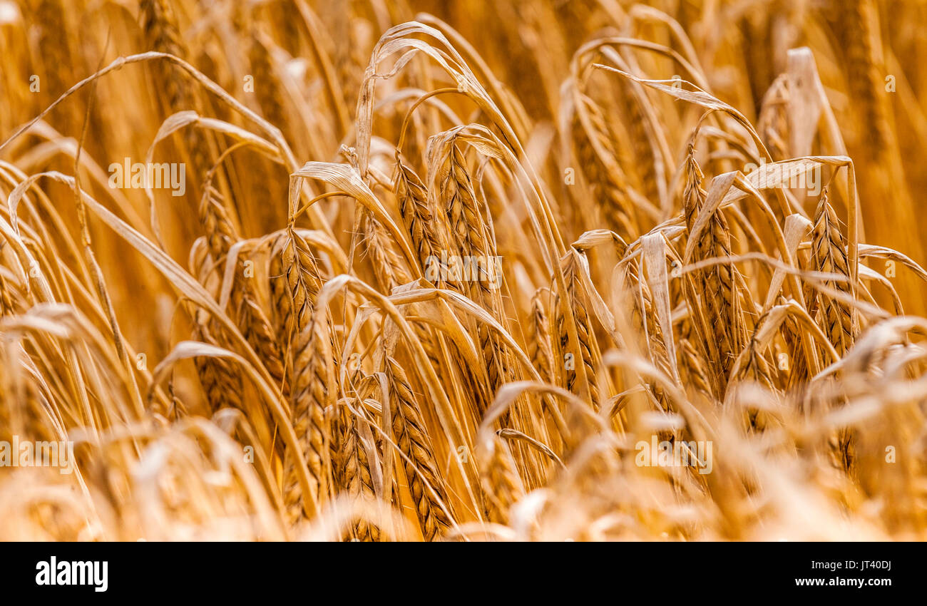 Close up of barley in a field which is almost ready for harvesting ...