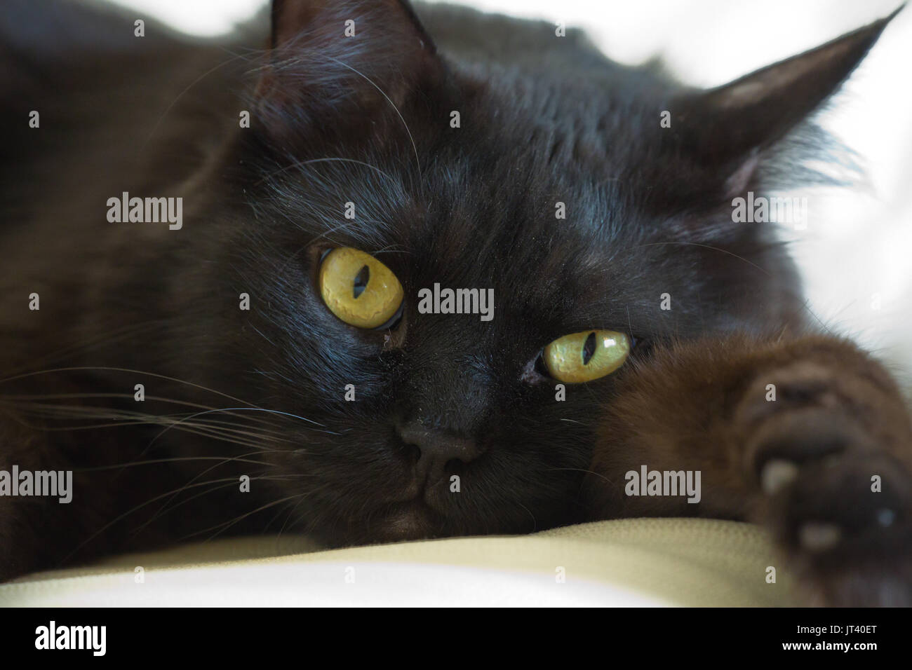 Big Black Cat Stock Photo - Alamy