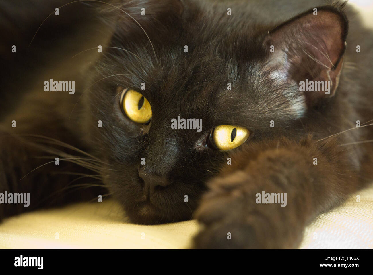 Big Black Cat Stock Photo - Alamy