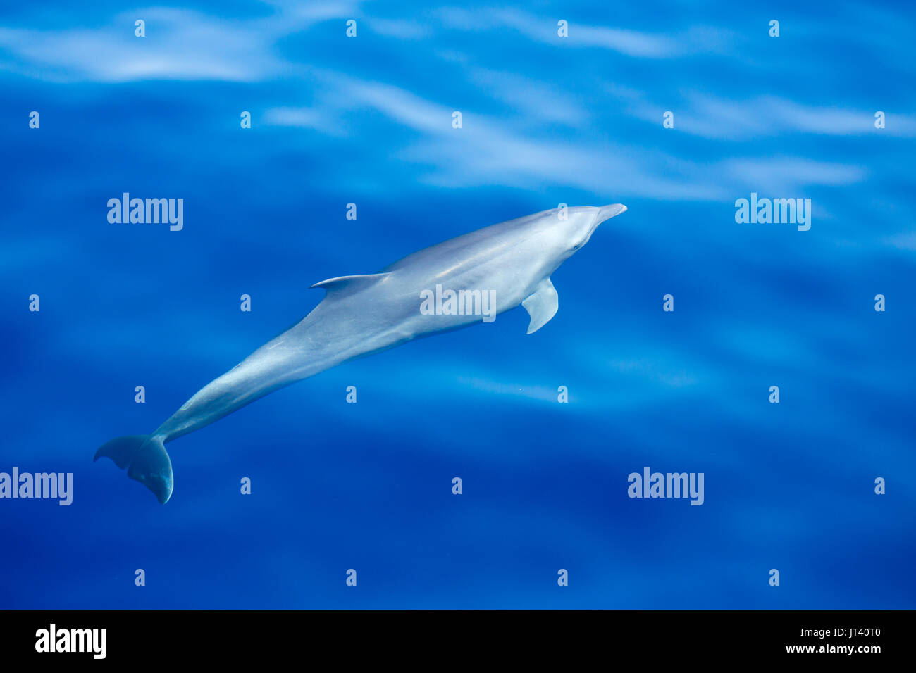 Indo-Pacific Bottlenose Dolphin (Tursiops aduncus) about to surface in ...