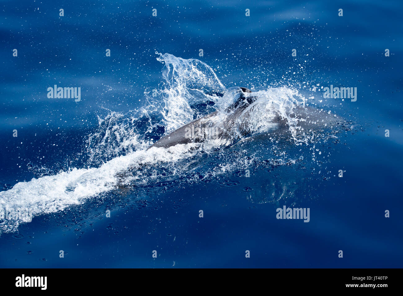 Indo-Pacific Bottlenose Dolphin (Tursiops aduncus) surfacing in the ...
